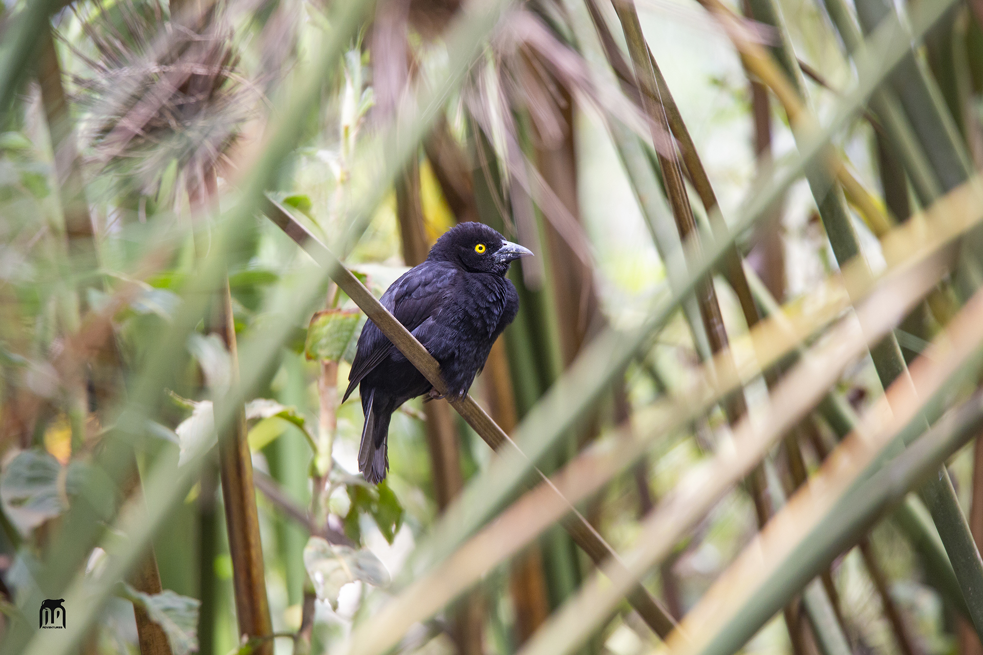 Explore | Munezero Wildlife